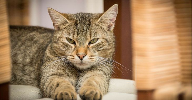Is Fancy Feast Good For Cats What Do You Think 